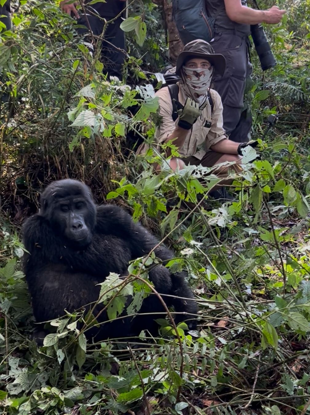 Uganda: On the Trail of the Silverbacks - LCC DMC Network