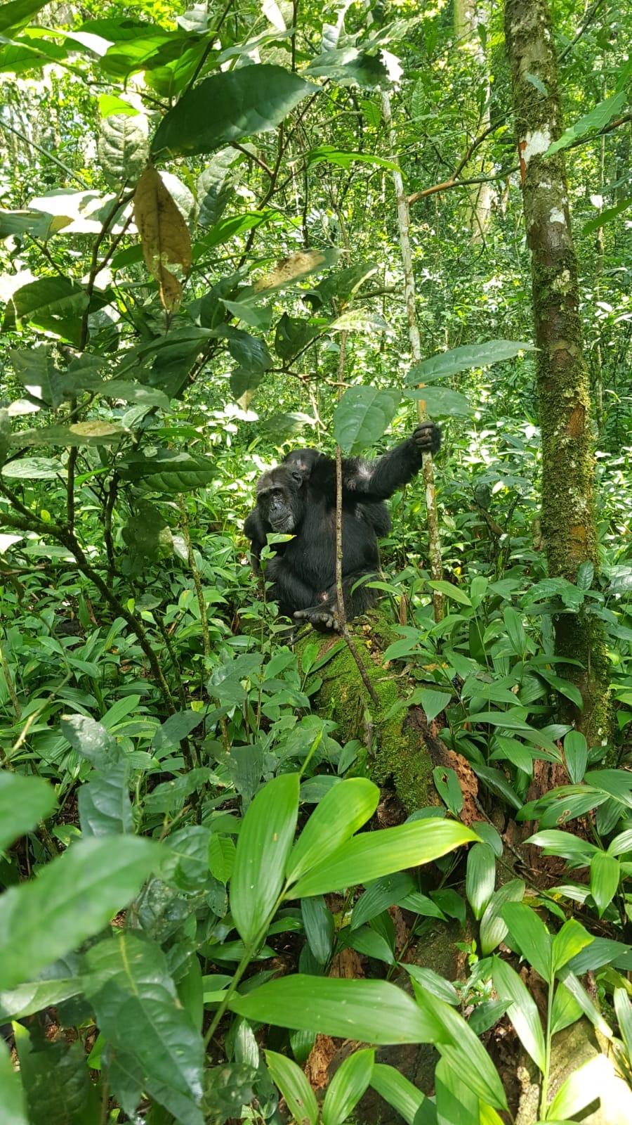 Uganda: The Pearl of Africa Unveiled - LCC DMC Network